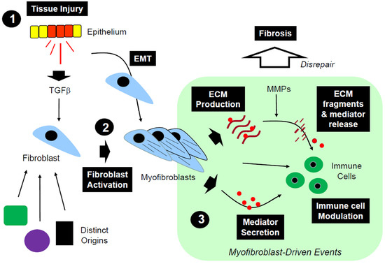 Fibroblasts—Warriors at the Intersection of Wound Healing and Disrepair