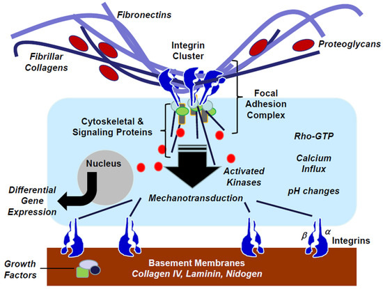 Fibroblasts—Warriors at the Intersection of Wound Healing and Disrepair