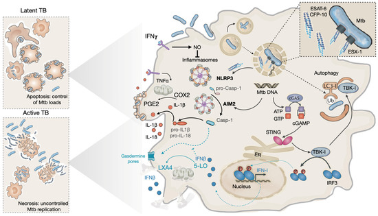 ESAT-6 a Major Virulence Factor of Mycobacterium tuberculosis