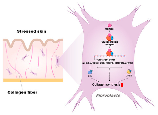 Identification of Glucocorticoid Receptor Target Genes That Potentially ...