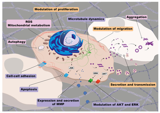 Synuclein Proteins in Cancer Development and Progression