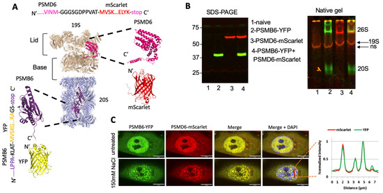 Method of Monitoring 26S Proteasome in Cells Revealed the Crucial Role ...