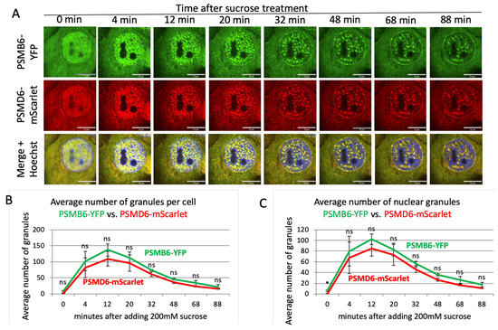 Method of Monitoring 26S Proteasome in Cells Revealed the Crucial Role ...
