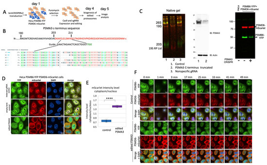 Method of Monitoring 26S Proteasome in Cells Revealed the Crucial Role ...