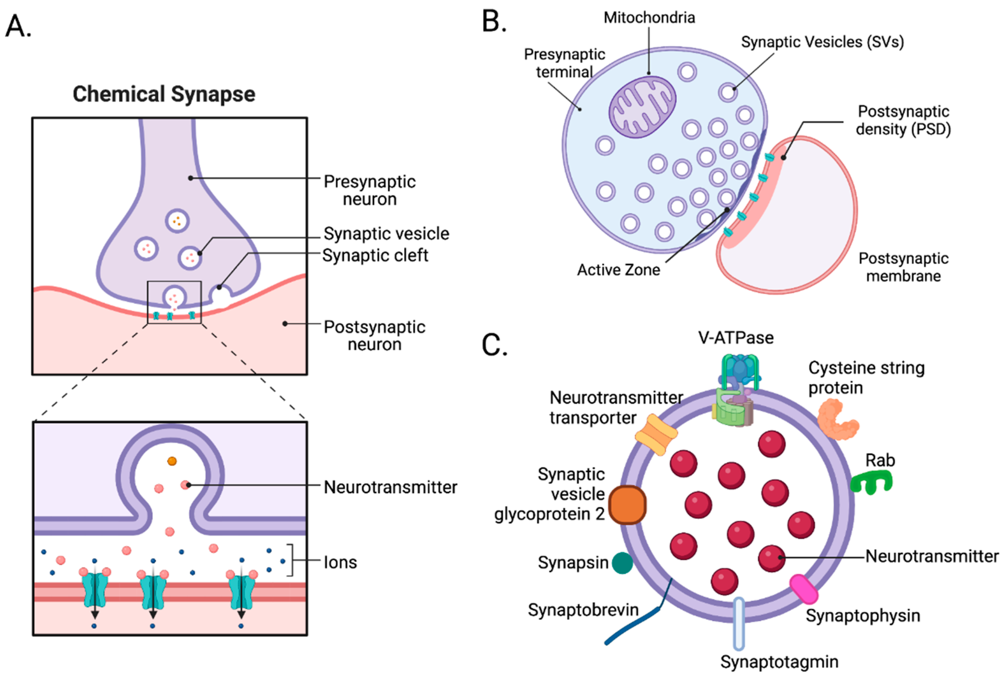 Chemical Synapse Steps Chemical Synapse Steps