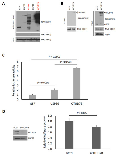 OTUD7B Activates Wnt Signaling Pathway through the Interaction with LEF1