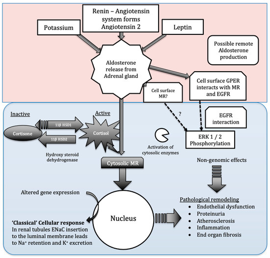 Aldosterone: Essential for Life but Damaging to the Vascular Endothelium