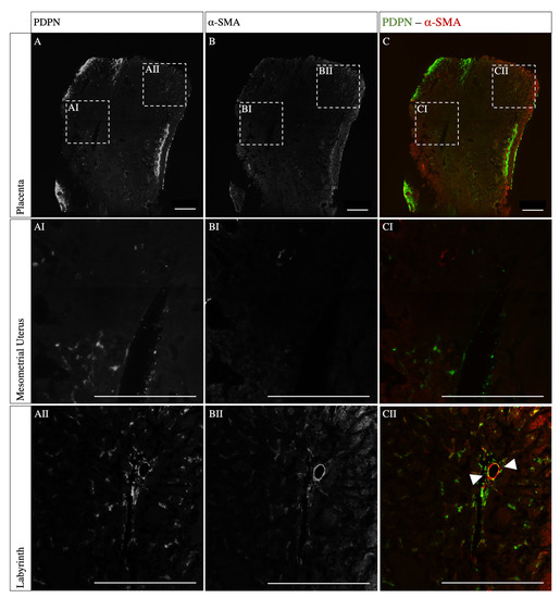 Three-Dimensional Histological Characterization of the Placental ...
