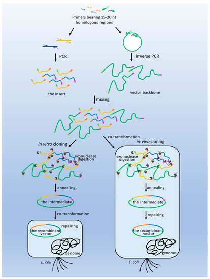 Applications of Programmable Endonucleases in Sequence- and Ligation ...