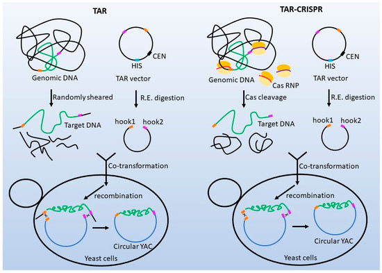 Applications of Programmable Endonucleases in Sequence- and Ligation ...