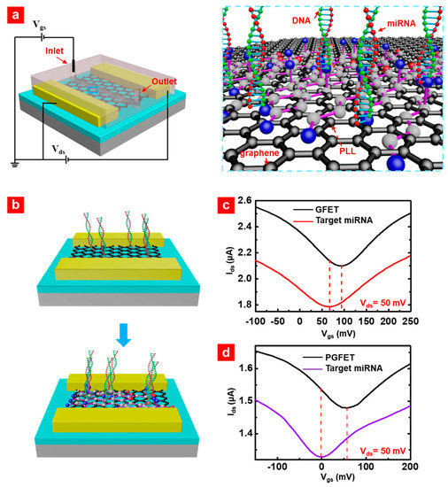 Biomolecules | Free Full-Text | CNT and Graphene-Based Transistor Biosensors for Cancer ...