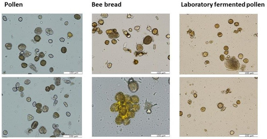 Chemical Composition and Bioactivity of Laboratory-Fermented Bee Pollen in Comparison with ...