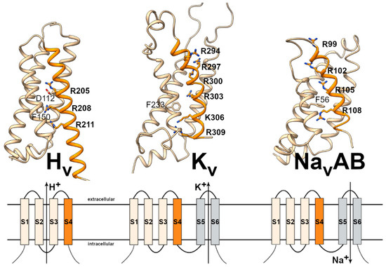 Voltage-Gated Proton Channels in the Tree of Life