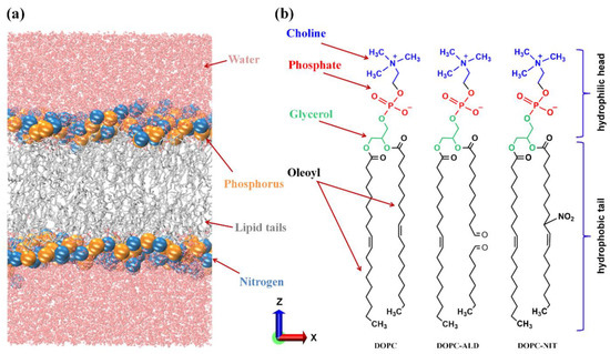 Biomolecules | Free Full-Text | Unraveling the Transport Properties of ...