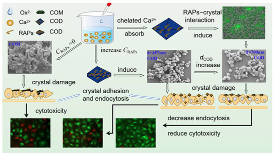 Carboxymethylated Rhizoma alismatis Polysaccharides Regulate Calcium ...