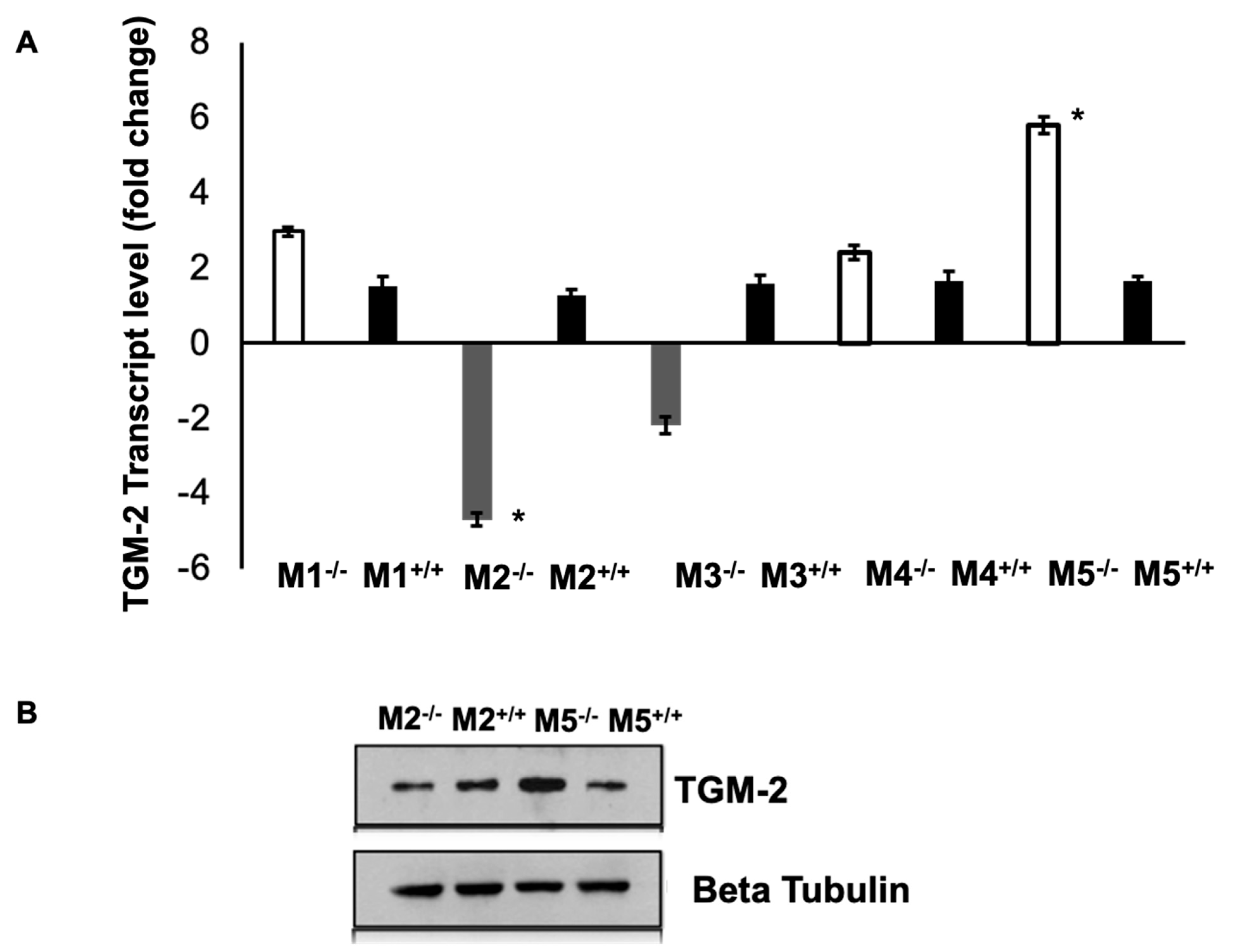 Molecular Basis of Transglutaminase-2 and Muscarinic Cholinergic ...