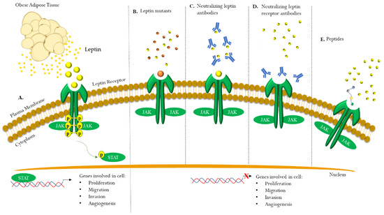 Leptin: A Heavyweight Player in Obesity-Related Cancers