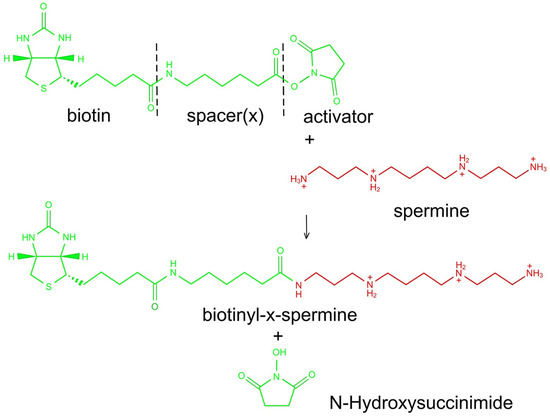 As Verified with the Aid of Biotinylated Spermine, the Brain Cannot ...