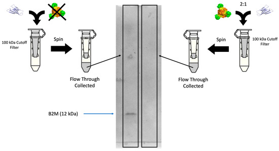 Design of Beta-2 Microglobulin Adsorbent Protein Nanoparticles