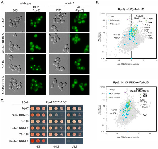 Dissecting the Nuclear Import of the Ribosomal Protein Rps2 (uS5)