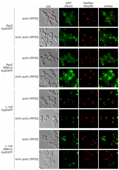 Dissecting the Nuclear Import of the Ribosomal Protein Rps2 (uS5)