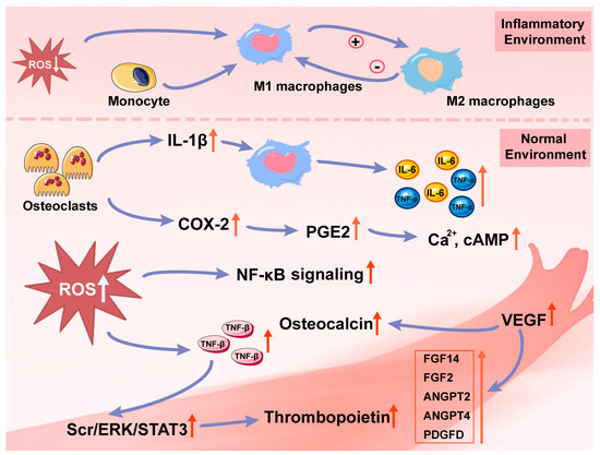 The Effects and Mechanisms of PBM Therapy in Accelerating Orthodontic ...
