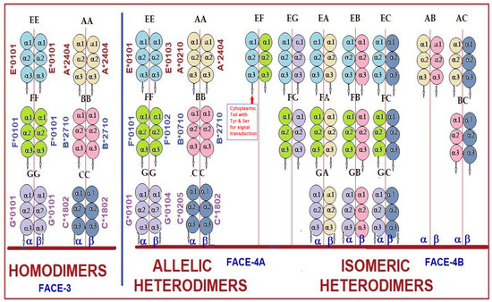 Cell Surface B2m-Free Human Leukocyte Antigen (HLA) Monomers and Dimers ...