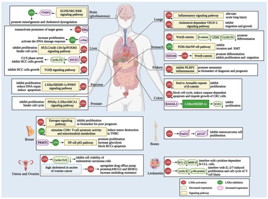 Biomolecules | Free Full-Text | Emerging Insights into Liver X Receptor ...