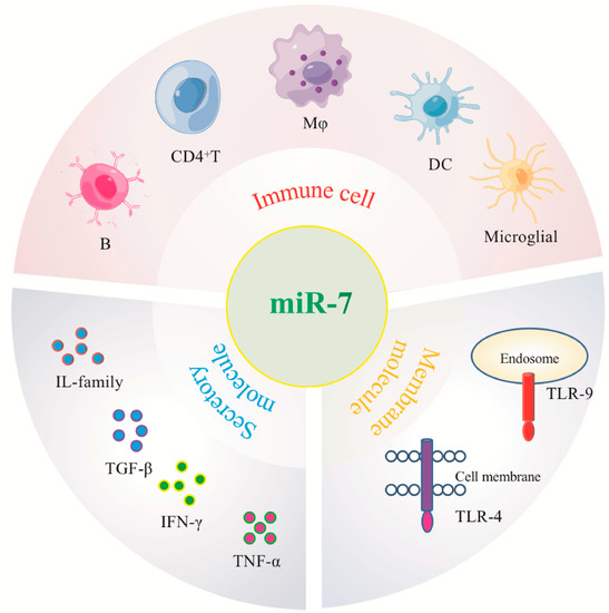 MicroRNA-7: A New Intervention Target for Inflammation and Related Diseases
