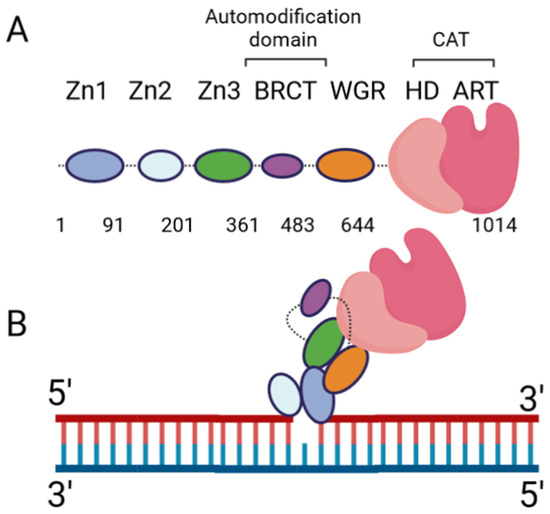 The Role of Poly(ADP-ribose) Polymerase 1 in Nuclear and Mitochondrial ...