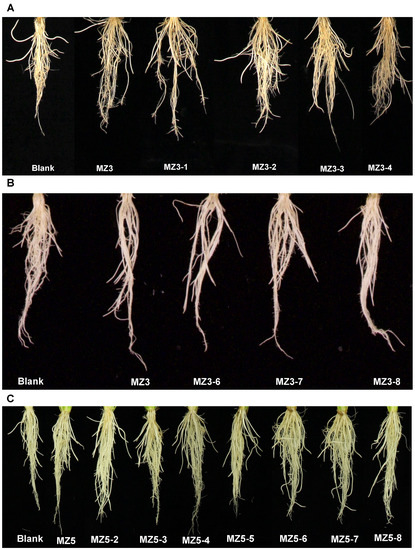New Series of Zaxinone Mimics (MiZax) for Fundamental and Applied Research