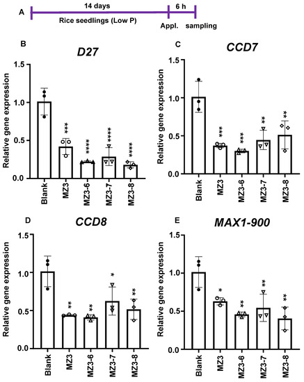 New Series of Zaxinone Mimics (MiZax) for Fundamental and Applied Research