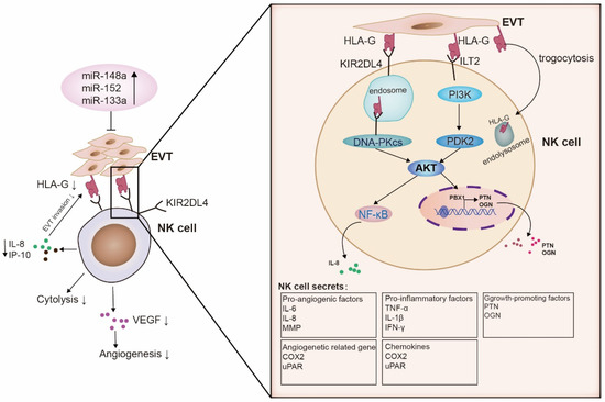 The Molecular Mechanisms of HLA-G Regulatory Function on Immune Cells ...