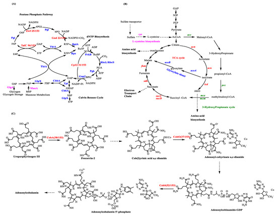 The Impact of Viral Infection on the Chemistries of the Earth’s Most ...