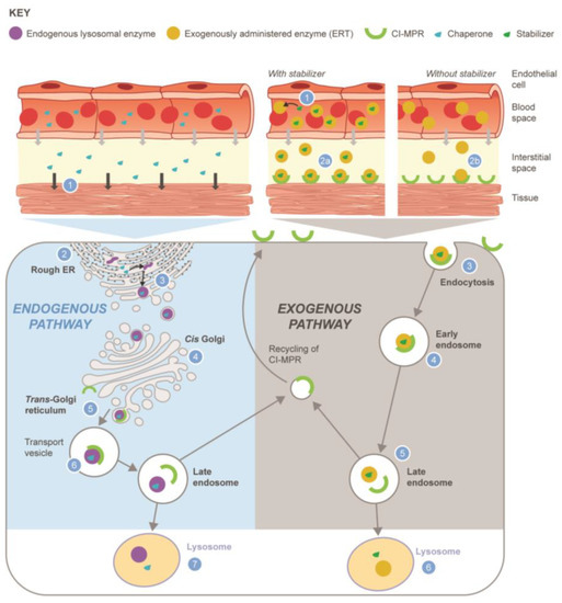 Therapeutic Role of Pharmacological Chaperones in Lysosomal Storage ...