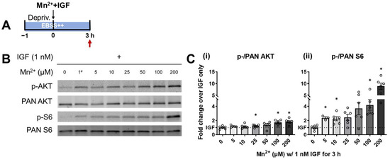IGF/mTORC1/S6 Signaling Is Potentiated and Prolonged by Acute Loading ...