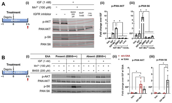 IGF/mTORC1/S6 Signaling Is Potentiated and Prolonged by Acute Loading ...