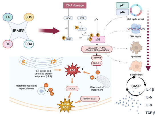 The Molecular and Genetic Mechanisms of Inherited Bone Marrow Failure ...