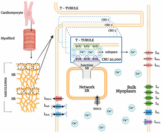 Local Control Model of a Human Ventricular Myocyte: An Exploration of ...