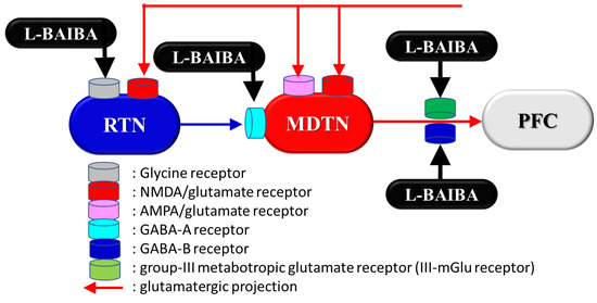 A Novel Gliotransmitter, L-β-Aminoisobutyric Acid, Contributes to ...