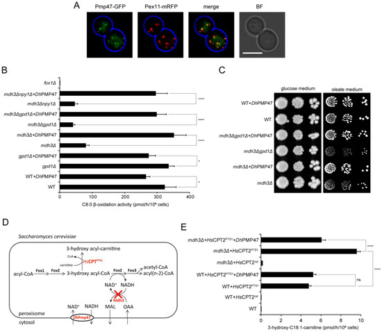 Peroxisomal NAD(H) Homeostasis in the Yeast Debaryomyces hansenii ...