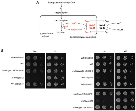 Peroxisomal NAD(H) Homeostasis in the Yeast Debaryomyces hansenii ...