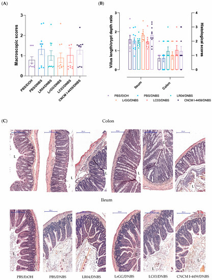 Beneficial Effects of Lactobacilli Species on Intestinal Homeostasis in ...