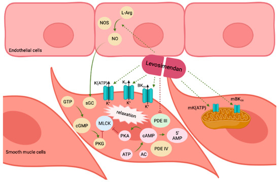 Understanding the Clinical Use of Levosimendan and Perspectives on its ...