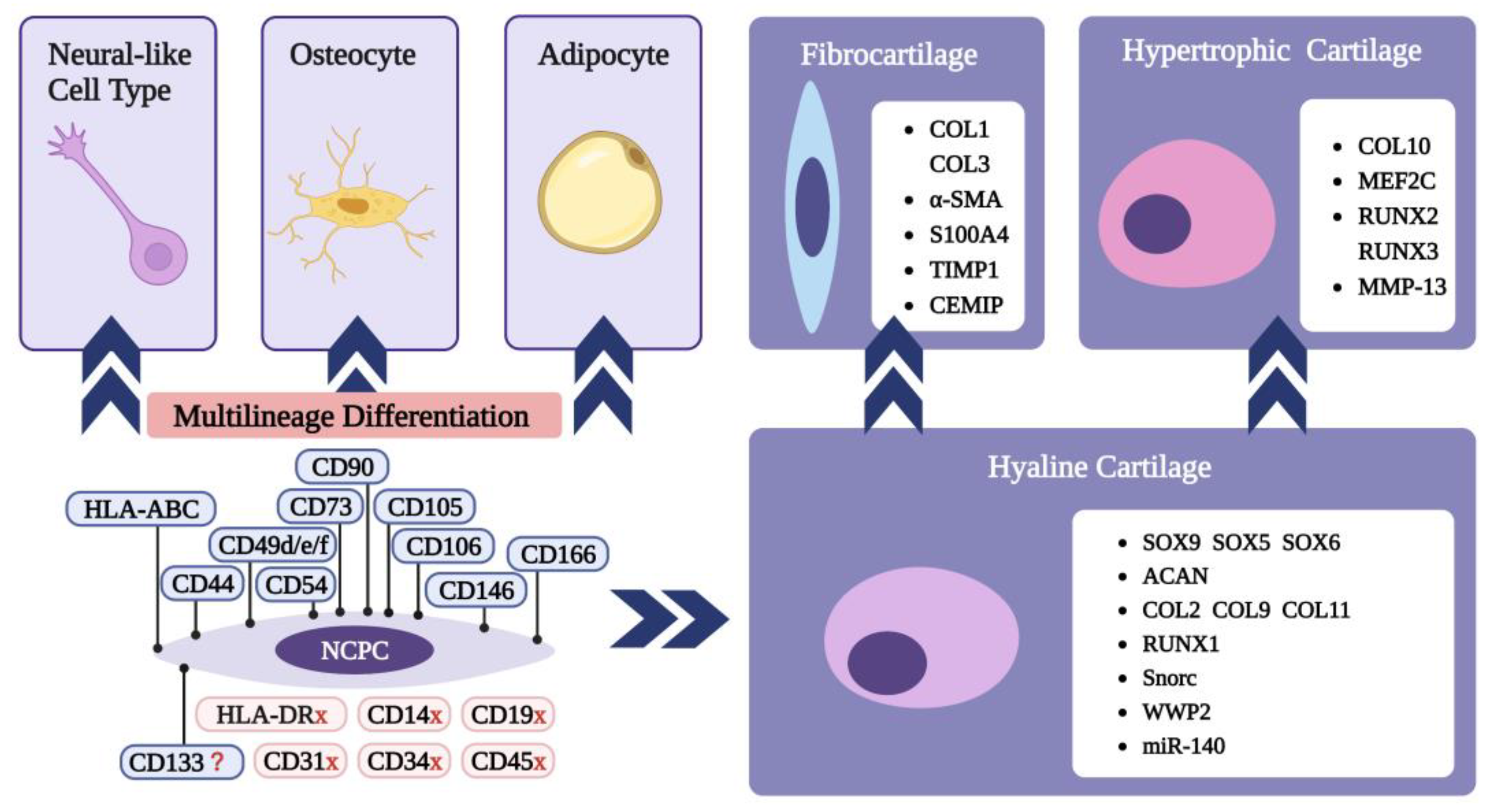 Biomolecules | Free Full-Text | Achieving Nasal Septal Cartilage In ...
