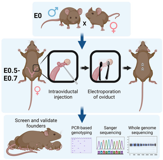The Past, Present, and Future of Genetically Engineered Mouse Models ...