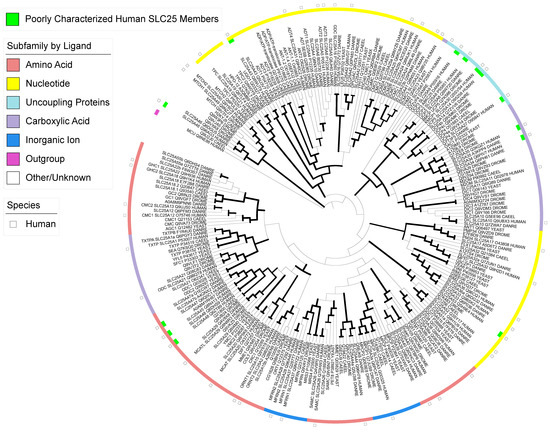 Phylogenetic Analysis Guides Transporter Protein Deorphanization: A ...