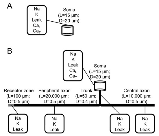Diabetes-Induced Amplification of Nociceptive DRG Neuron Output by ...