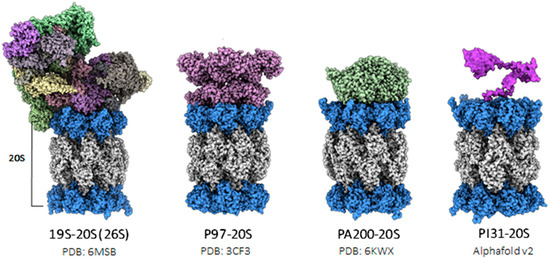 Structure, Function, and Allosteric Regulation of the 20S Proteasome by the 11S/PA28 Family of ...