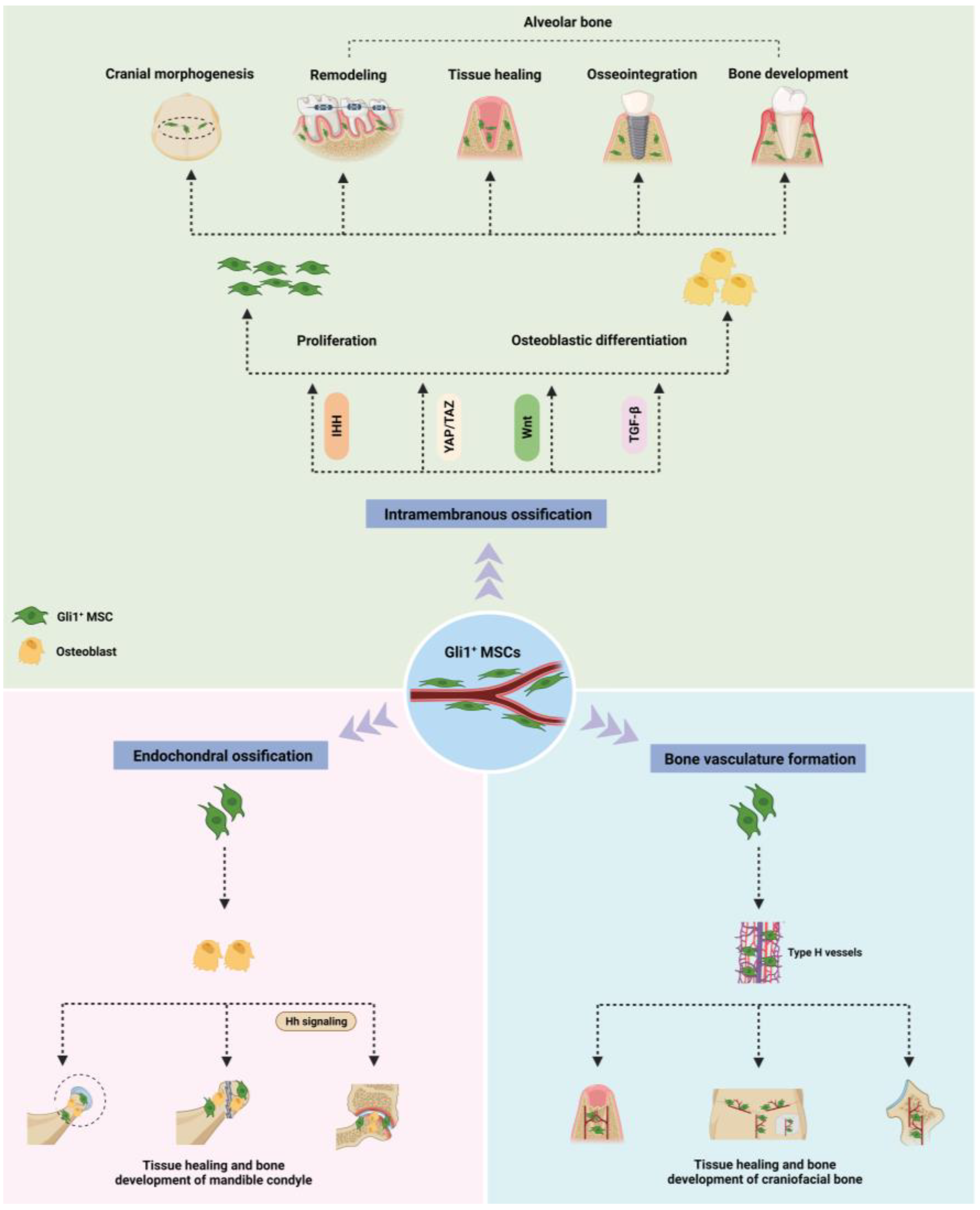 The Role of Gli1+ Mesenchymal Stem Cells in Osteogenesis of ...